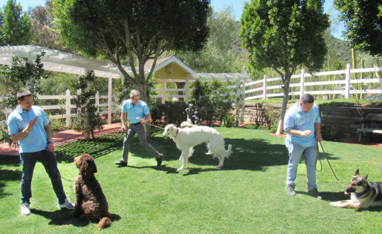 Home - Canyon View Ranch for Dogs